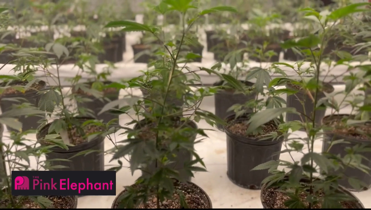 Legacy Farms Cannabis | THCa & CBD Online Dispensary