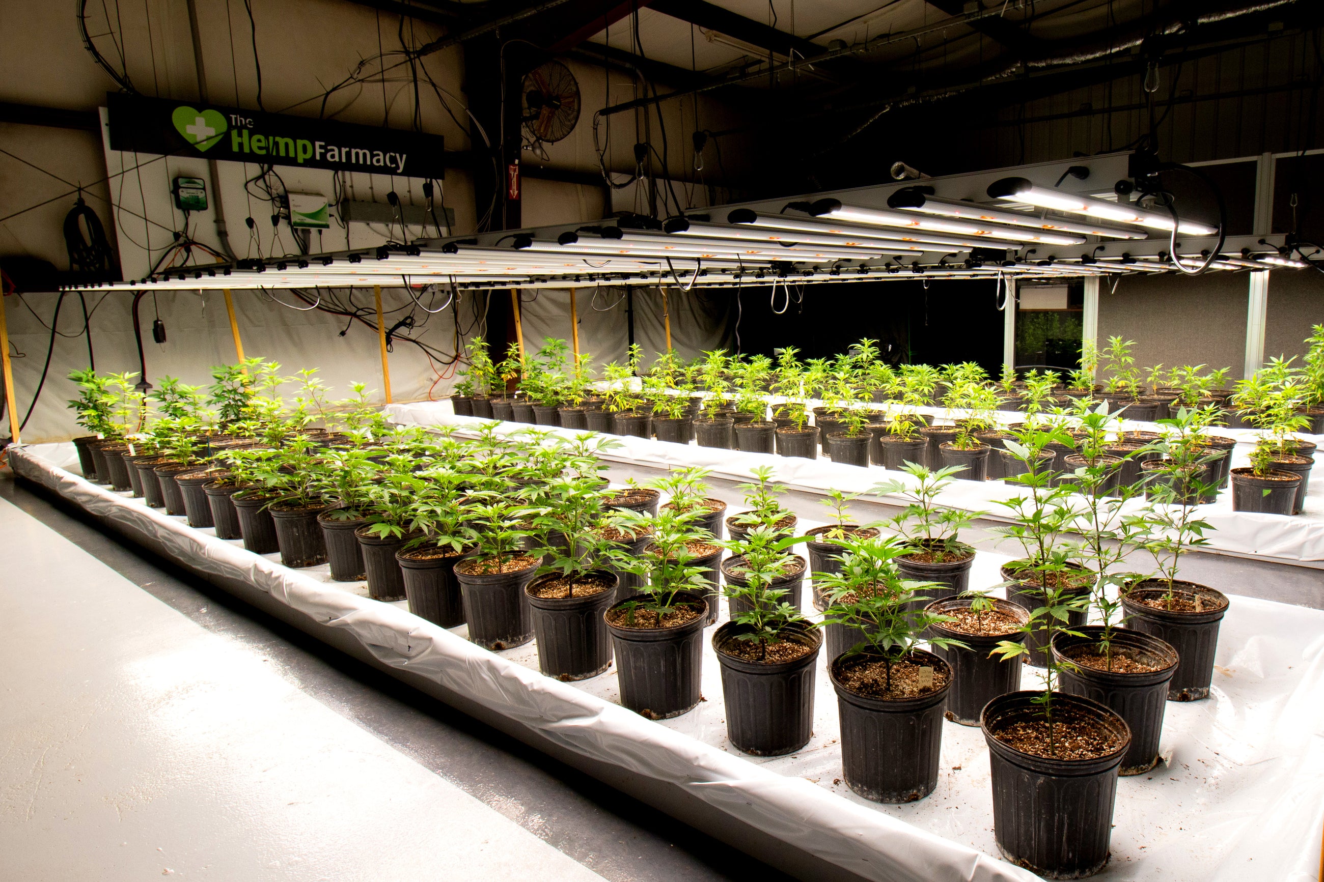 Legacy Farms Cannabis | THCa & CBD Online Dispensary