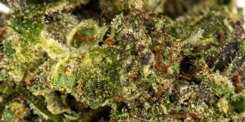 Legacy Farms Cannabis | THCa & CBD Online Dispensary